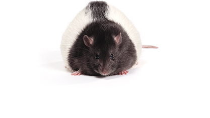 Zucker Rat (Obese) | Charles River