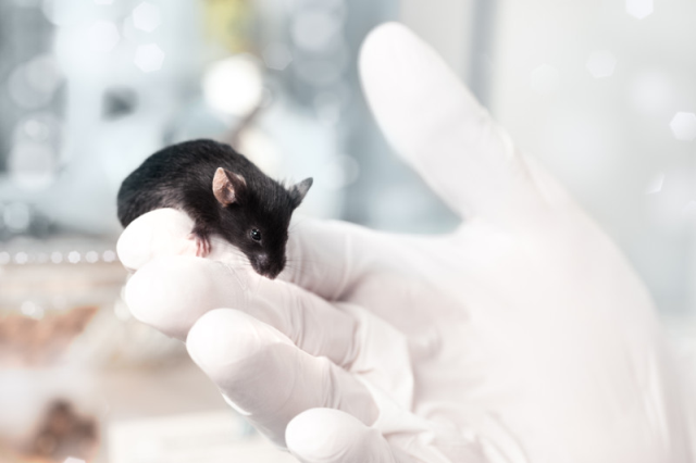 Transgenic Mice | Charles River