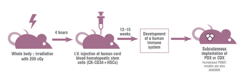 Humanized Mice | Charles River