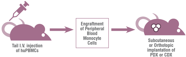 Humanized Mouse Model Tumor Studies | Charles River
