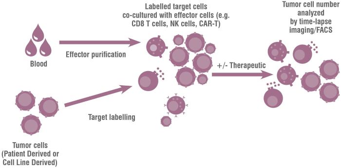 Tumor Killing Assays | Charles River