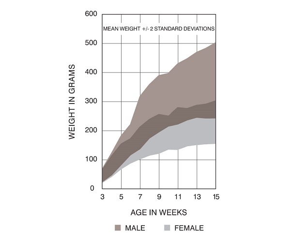 RNU Nude Rat | Charles River