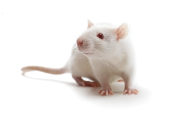 RNU Nude Rat | Charles River