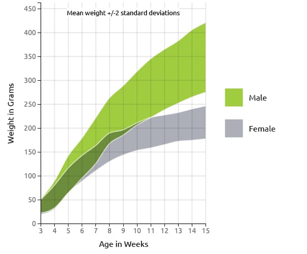 Wistar Han IGS Rat | Charles River