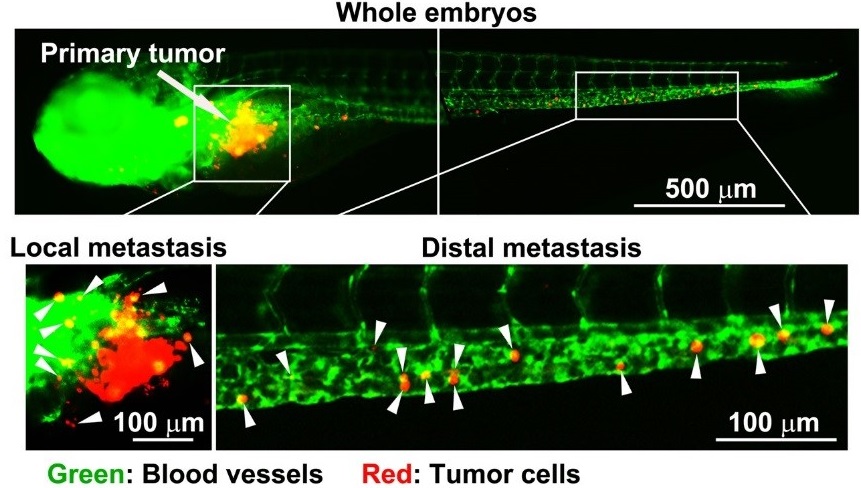New Zebrafish PDX (ZTX™) Models Allow You to Track Metastasis In Vivo ...