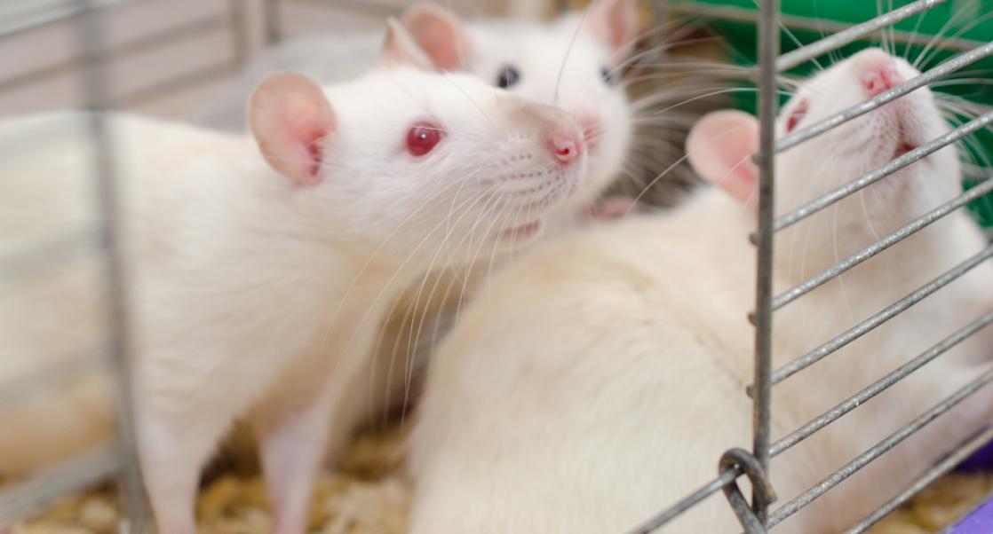 Laboratory Rats Gaining in Biomedical Research | Eureka blog