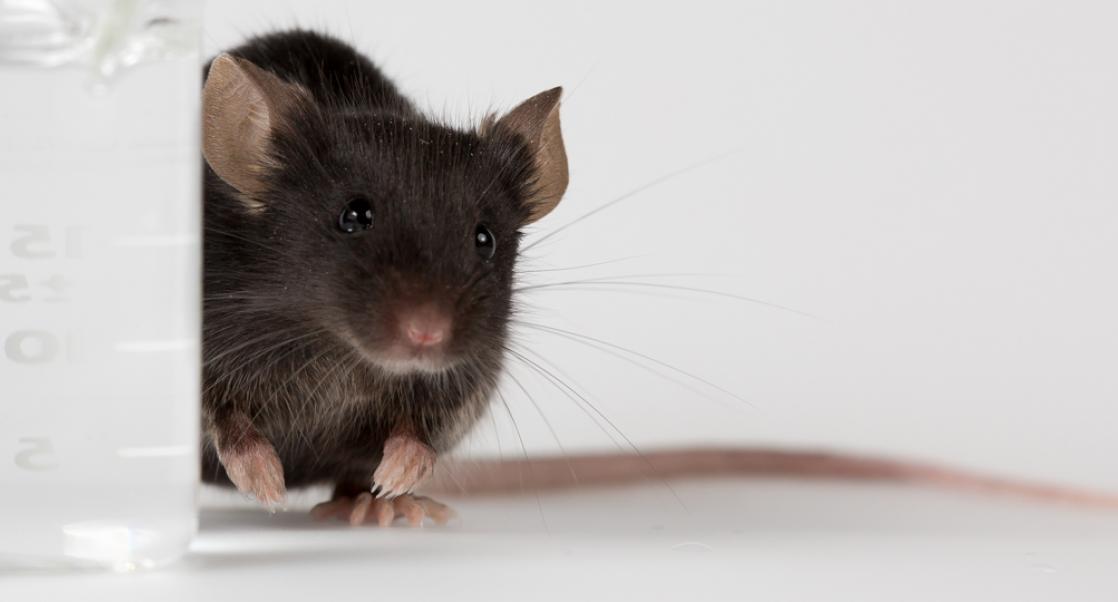 The Mouse and the Machine (Blog) | Eureka blog