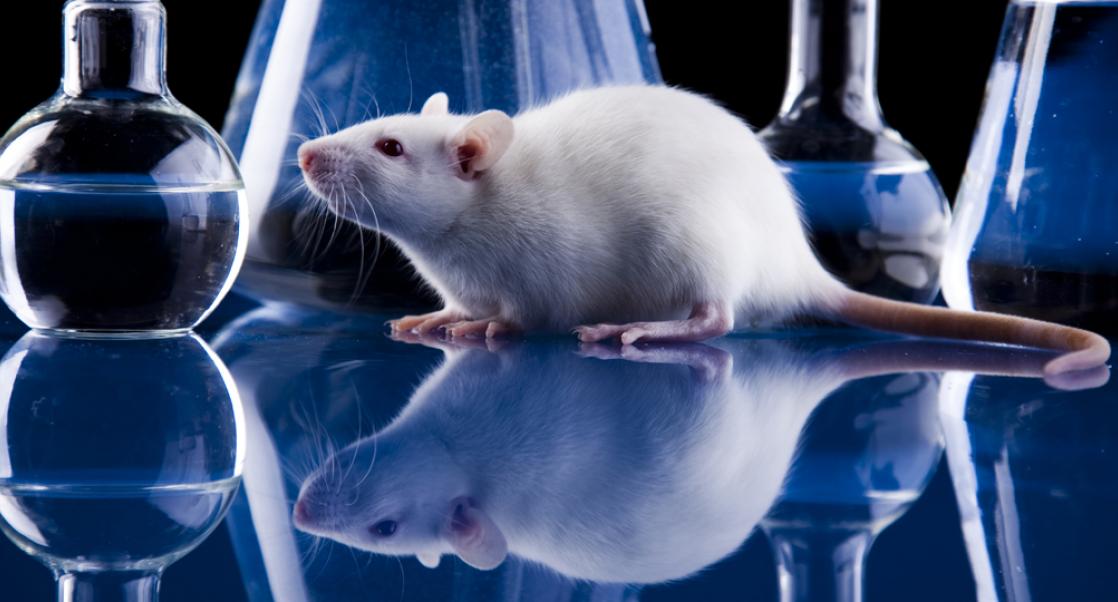 Lab Animal Diets and Doing Good Science (Podcast | Eureka